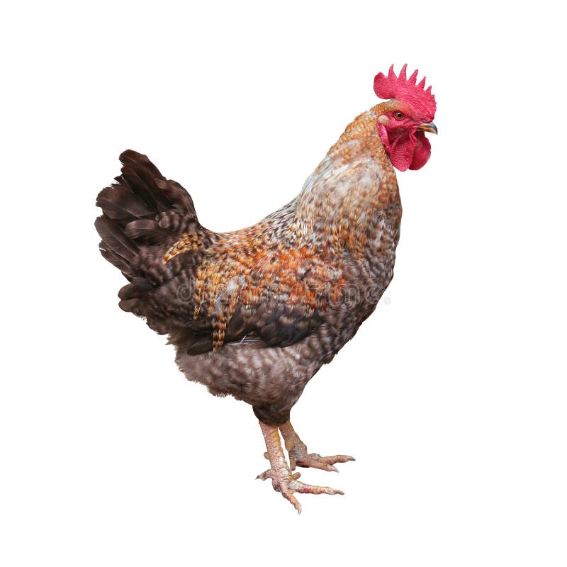 Gallo Polaco Tricolor De Tollbunt, 6 Meses Imagen de archivo - Imagen ...