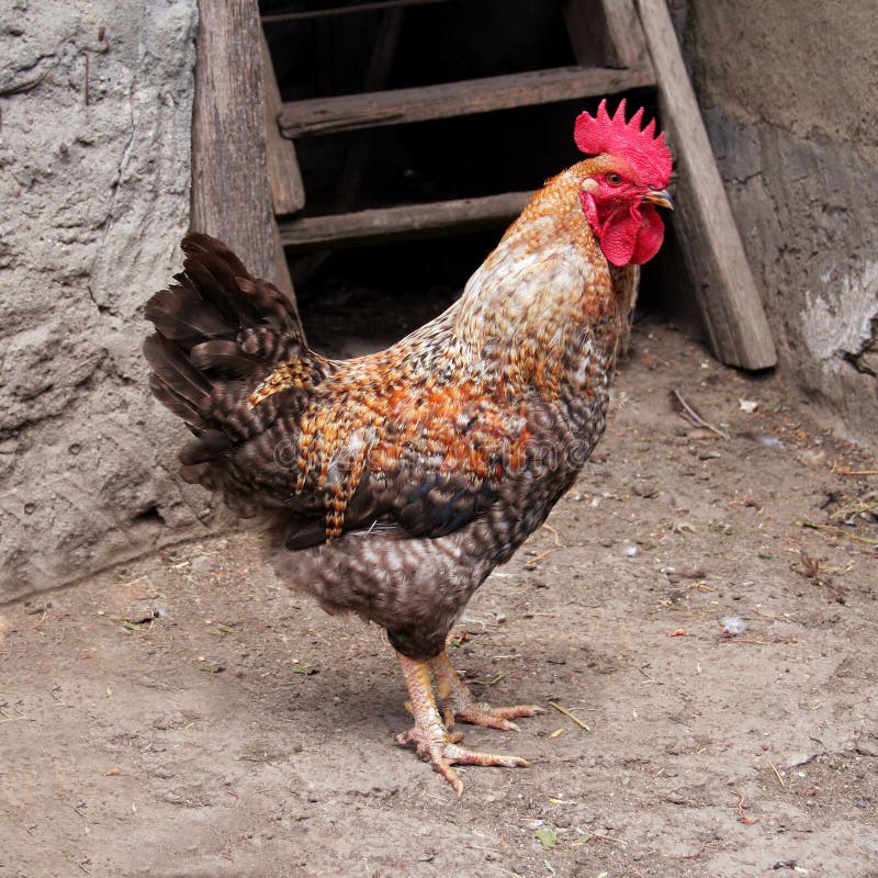 Gallo foto de archivo. Imagen de pico, pollo, hermoso - 1181186