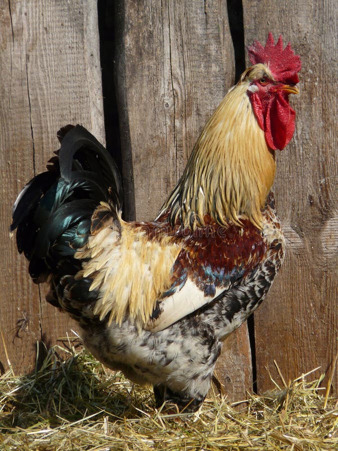Gallo o gallo foto de archivo. Imagen de pico, cerca - 44256720