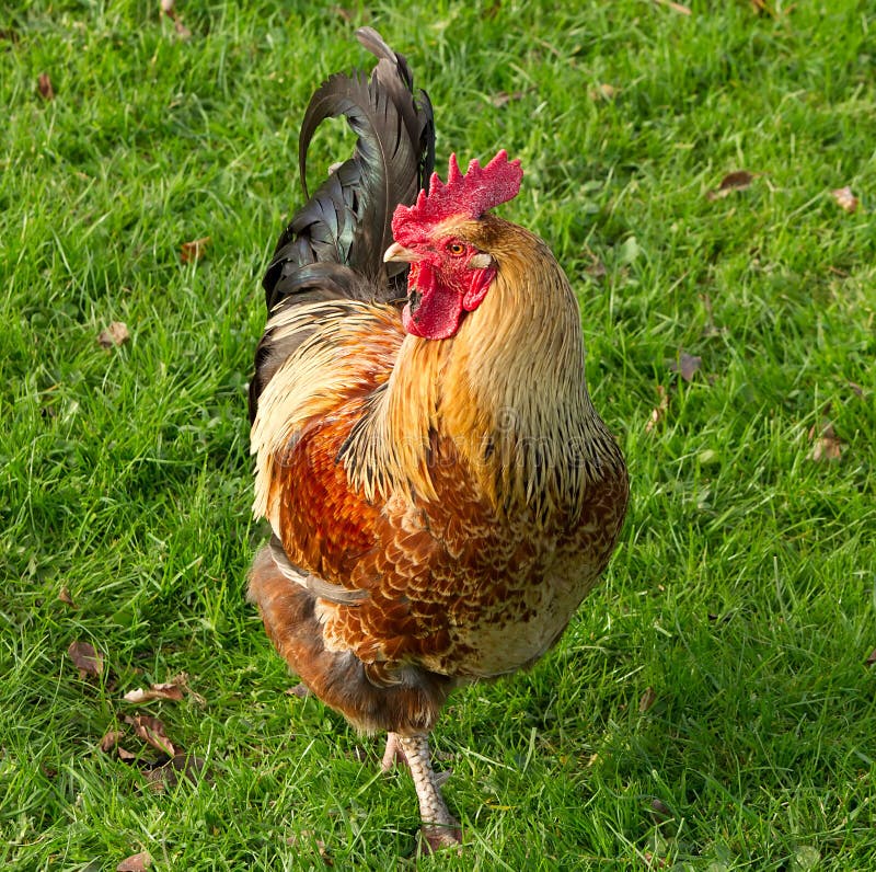 Gallo o gallo foto de archivo. Imagen de pico, cerca - 44256720