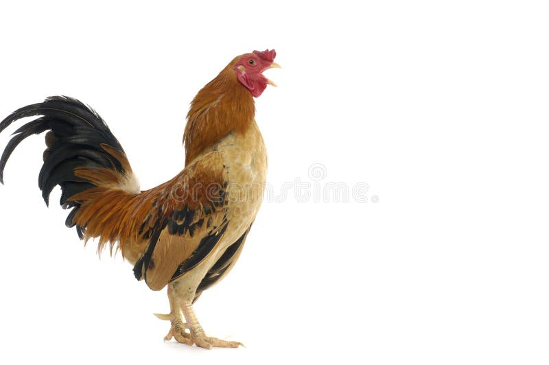 2,577 Gallo Real Fotos de stock - Fotos libres de regalías de Dreamstime