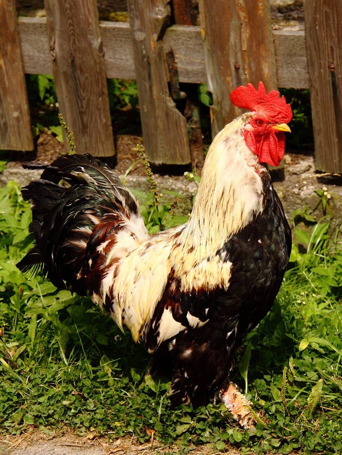 71,750 Gallo Fotos - Libres de Derechos y Gratuitas de Dreamstime