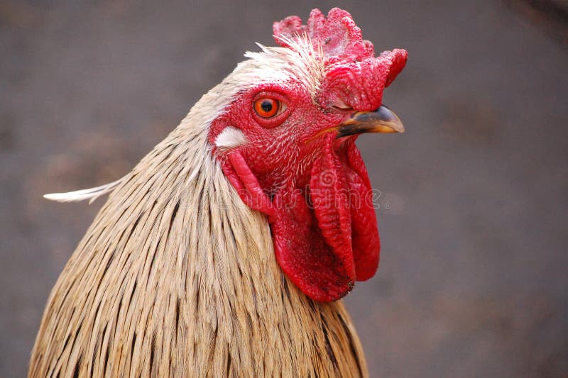 Gris del gallo foto de archivo. Imagen de doméstico, aislado - 51622032