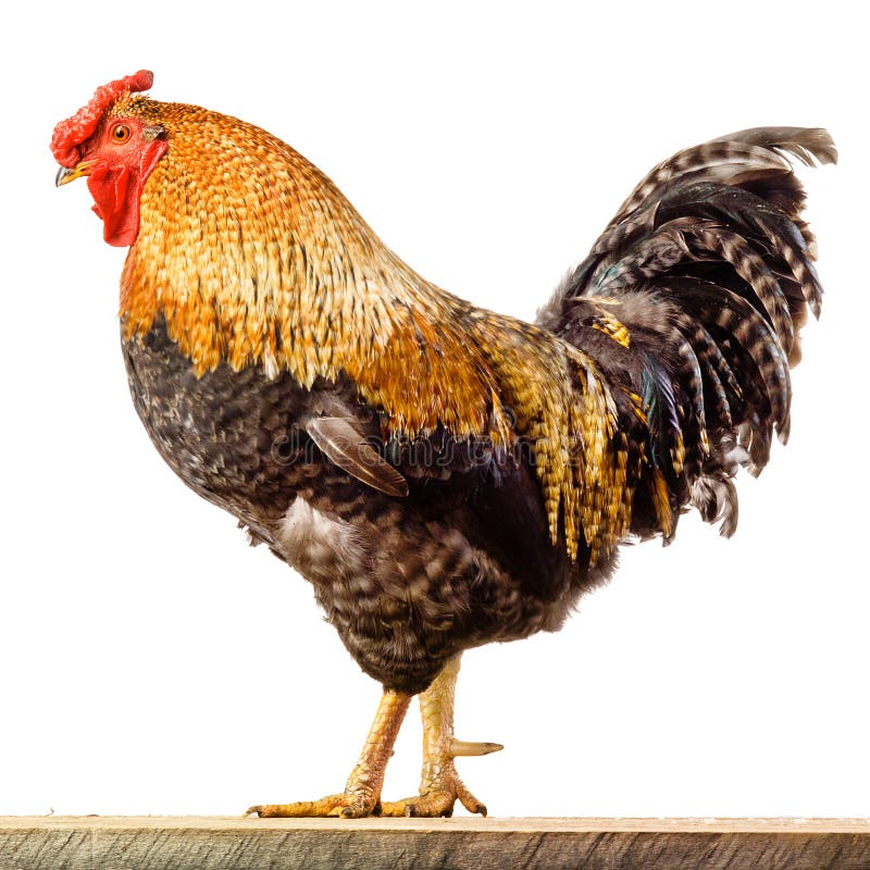 2,577 Gallo Real Fotos de stock - Fotos libres de regalías de Dreamstime