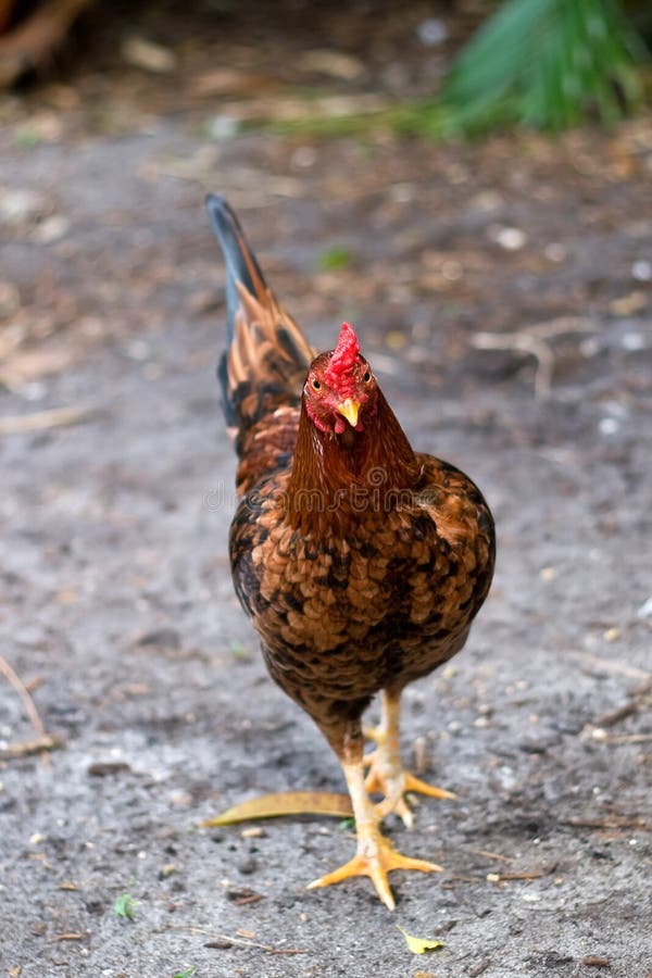 72,222 Gallo Fotos - Libres de Derechos y Gratuitas de Dreamstime