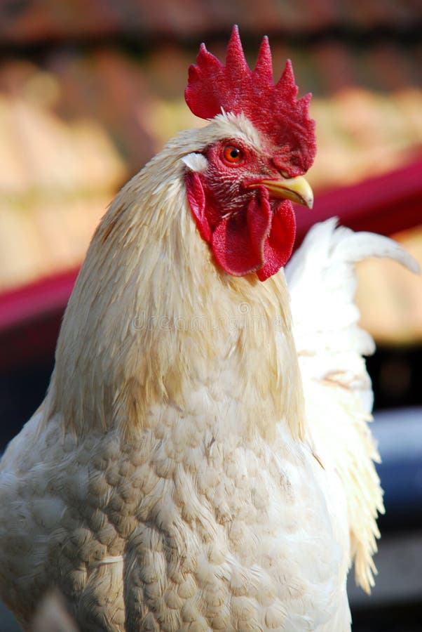 Gallo foto de archivo. Imagen de animal, ganado, brillante - 4584846