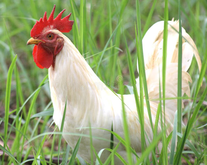 Gallo imagen de archivo. Imagen de gallo, poultry, plumas - 5639001