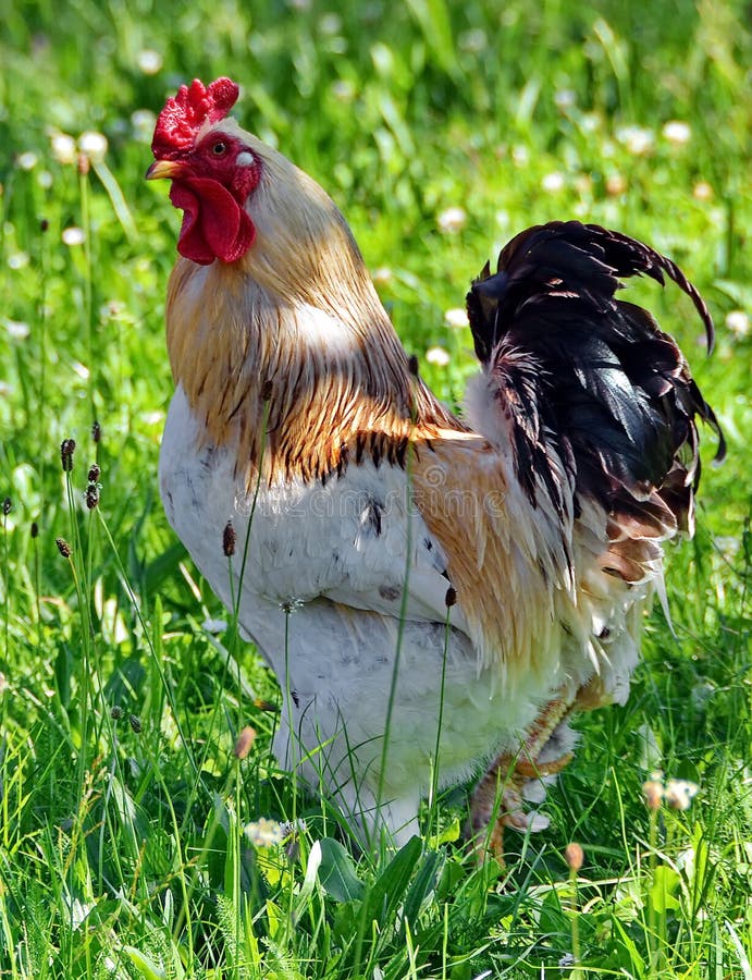 Gallo colorido imagen de archivo. Imagen de colorido - 54271647