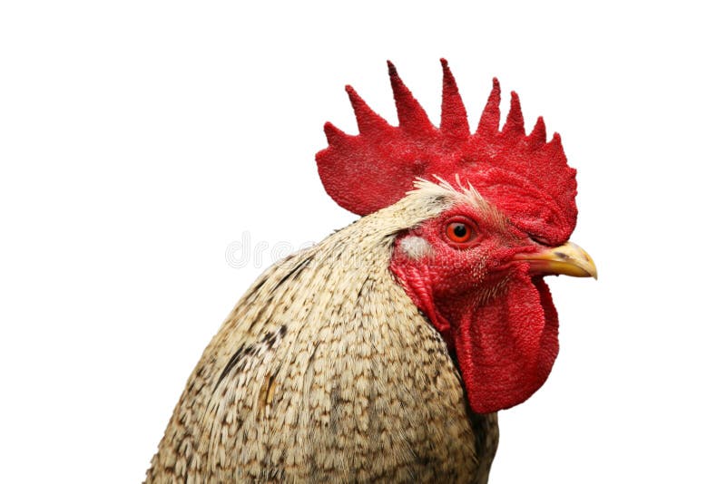 Gallo Desplumado Sin Plumas Foto de archivo - Imagen de cocinero ...