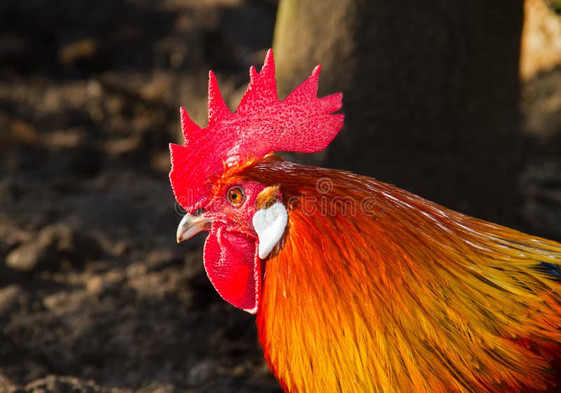 Bello Di Gallo Colorato Multi Fotografia Stock - Immagine di colore ...