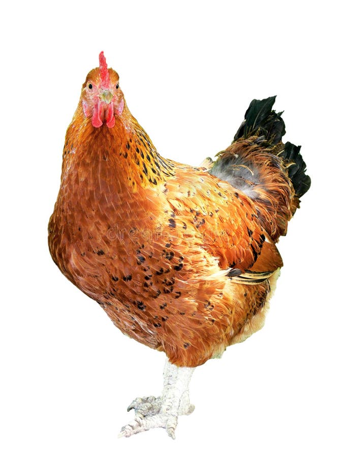 Gallo immagine stock. Immagine di uccello, paese, pulcino - 8010307