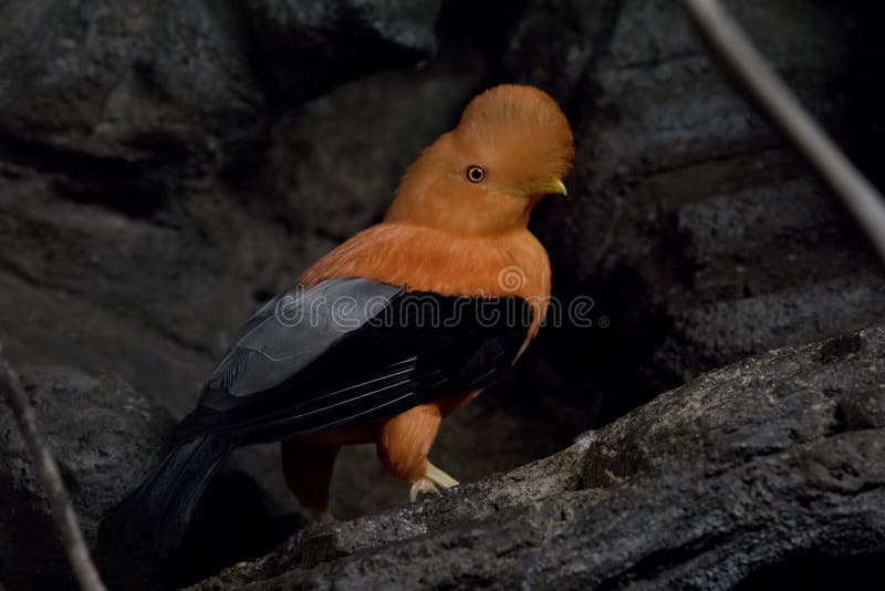 Gallo andino de la roca foto de archivo. Imagen de roca - 217753014