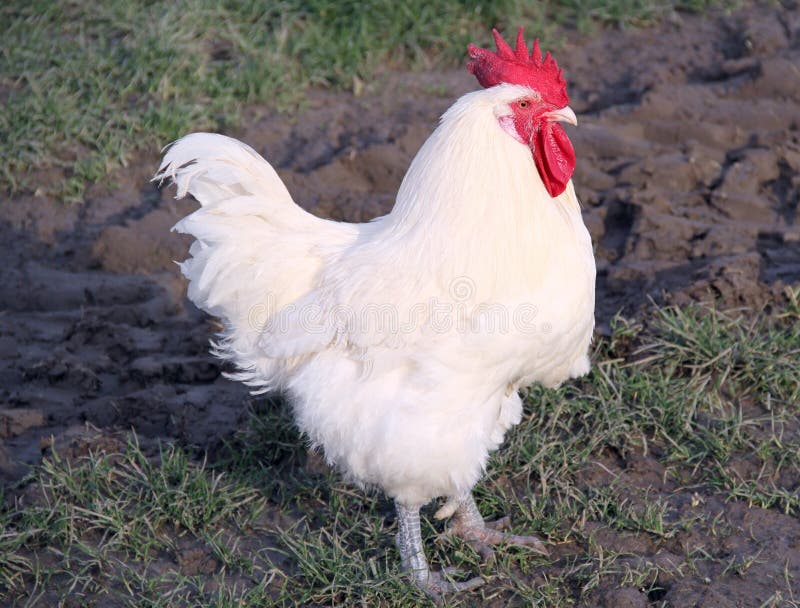 Gallo blanco foto de archivo. Imagen de gallina, poultry - 66658476