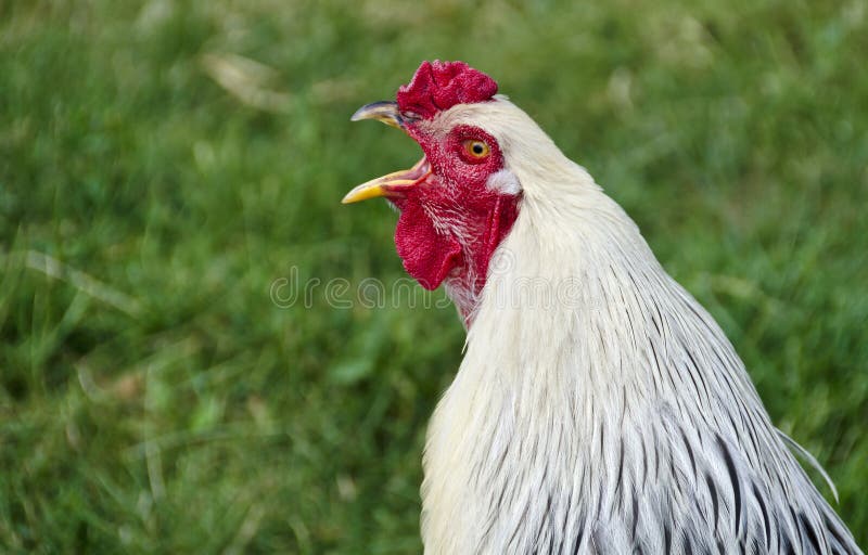 Gallo De Cacareo Fotos De Stock - Download 162 Fotos Libres de Derechos