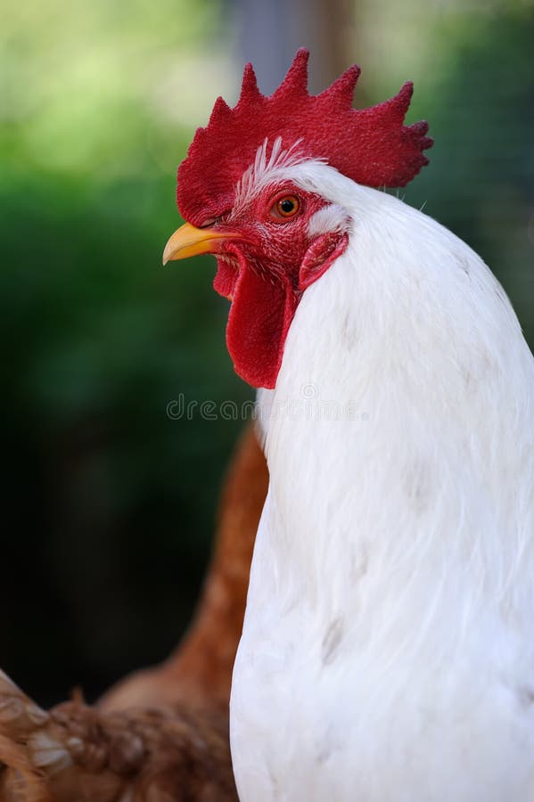 Gallo Blanco (pollo) En Perfil Foto de archivo - Imagen de copia, gallo ...