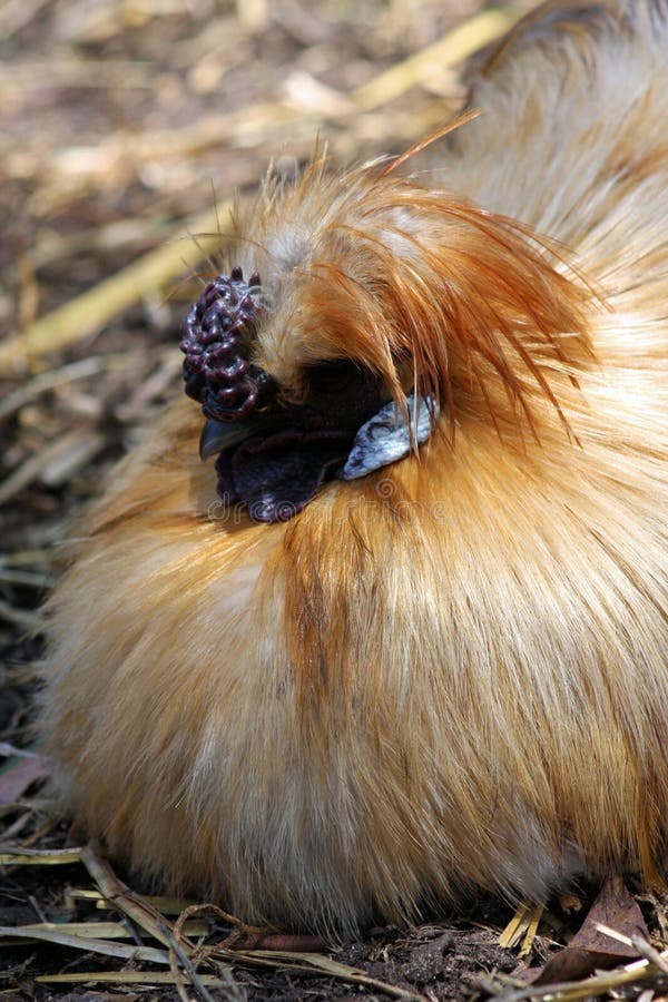 Gallo chino de Silkie foto de archivo. Imagen de cresta - 18504648