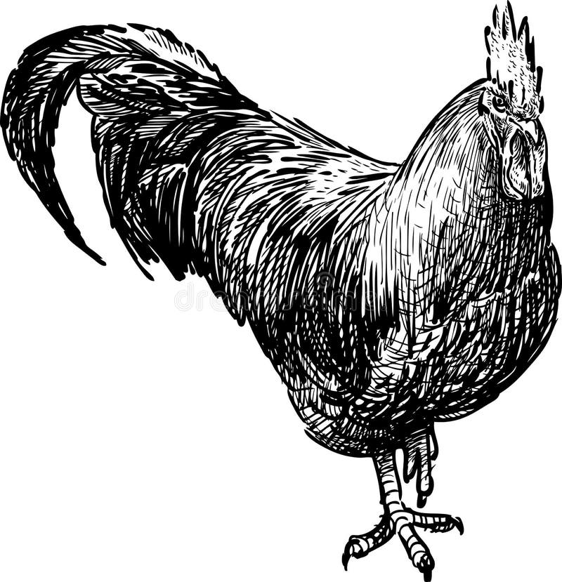 Gallo Chulo Dos, Rojo Y Amarillo En Un Fondo De La Constelación Del ...