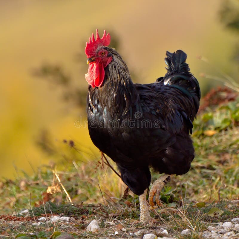 Gallo colorido imagen de archivo. Imagen de ardiente - 22661139