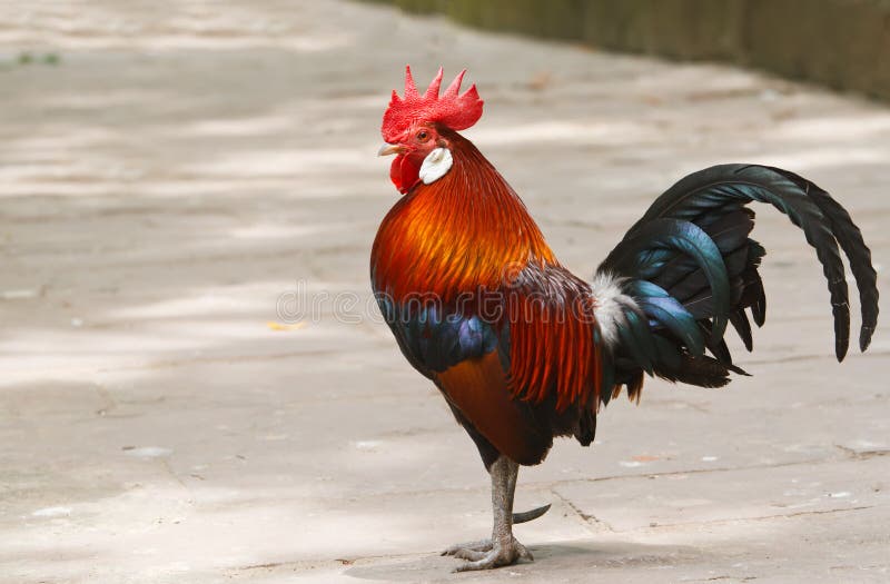 Gallo colorido foto de archivo. Imagen de abigarrado - 24600862