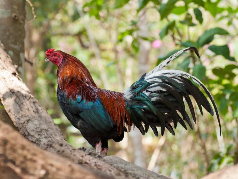 Gallo Colorido En El Soporte Imagen de archivo - Imagen de polluelo ...