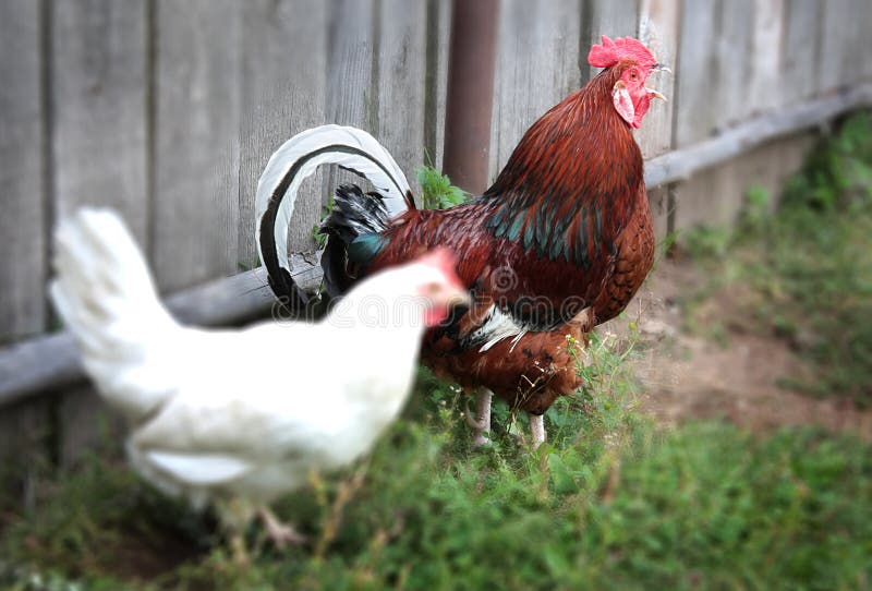 Gallo colorido foto de archivo. Imagen de rojo, vivo - 50836450