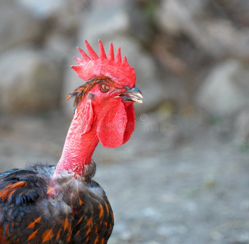 Gallo colorido imagen de archivo. Imagen de pollo, poultry - 6160579