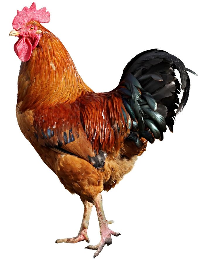 Gallo Colorido Aislado En Blanco Imagen de archivo - Imagen de primer ...