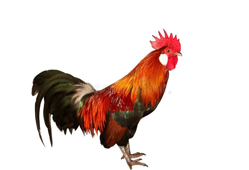 Gallo Colorido De La Belleza Foto de archivo - Imagen de espacio ...
