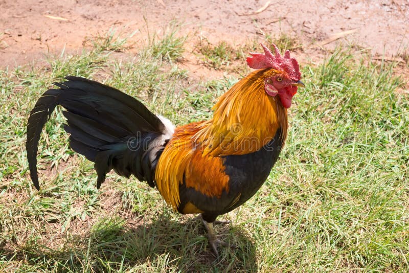 Gallo salvaje de Kauai imagen de archivo. Imagen de huevos - 1804033
