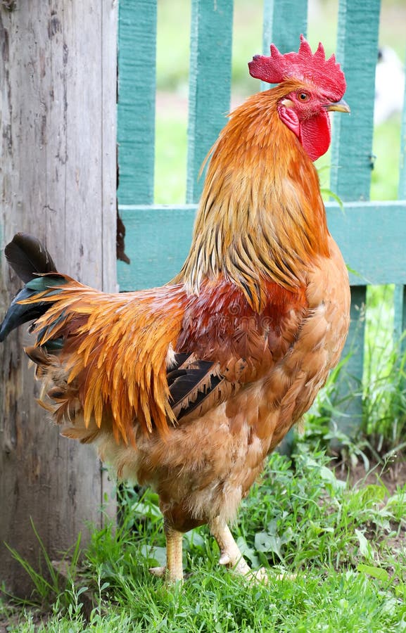 2,577 Gallo Real Fotos de stock - Fotos libres de regalías de Dreamstime