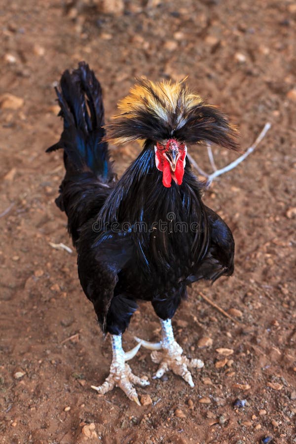 Gallo con cresta imagen de archivo. Imagen de cresta - 36976355