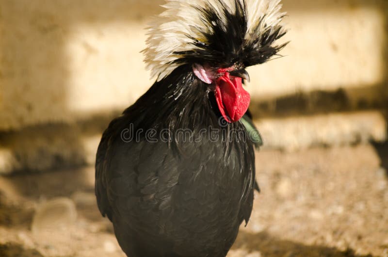 Gallo Con Un Penacho Enorme Imagen de archivo - Imagen de plumas, pollo ...