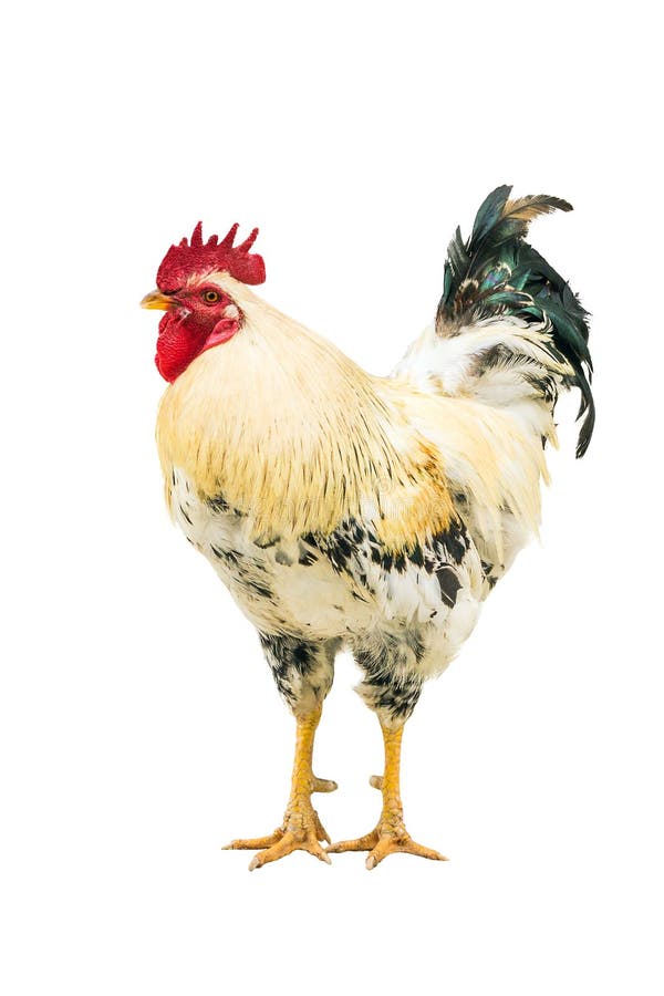 Gallo con una cola oscura foto de archivo. Imagen de poultry - 42169608
