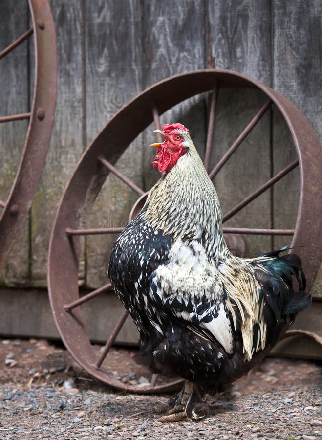 Cacareo del gallo foto de archivo. Imagen de perfilando - 24681710