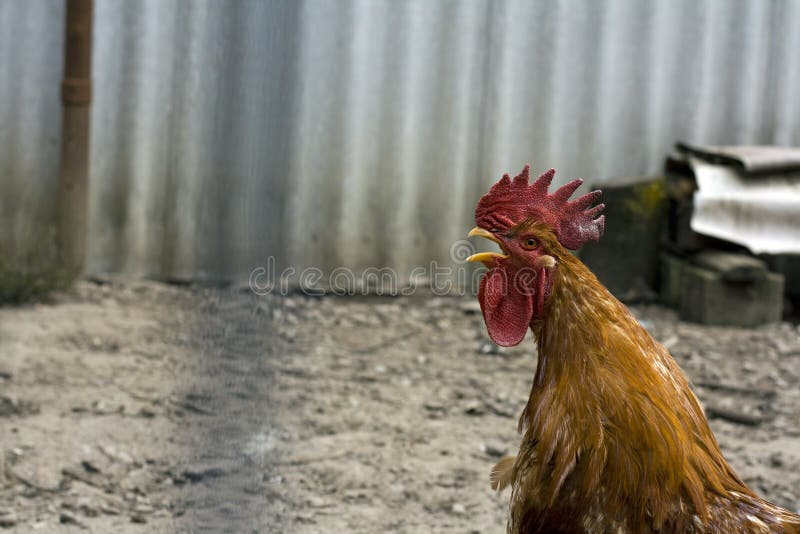 Gallo de cacareo foto de archivo. Imagen de alimento - 30541294