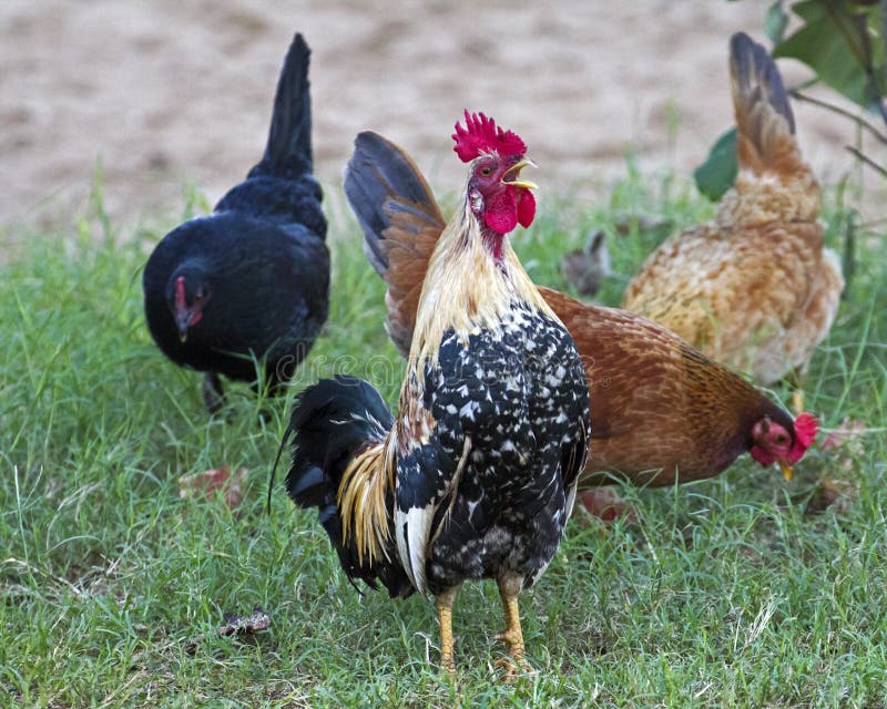 Cacareo del gallo foto de archivo. Imagen de rural, anaranjado - 26438544