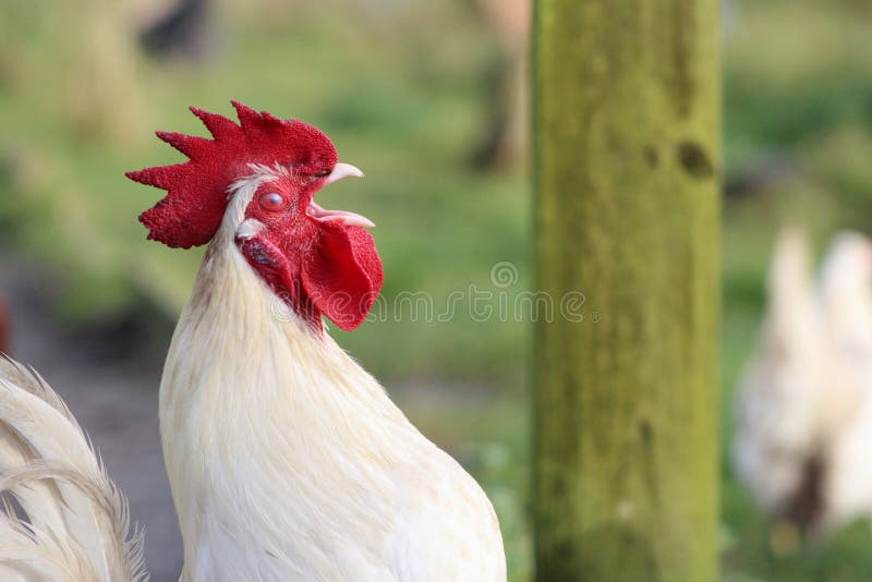 Canto del gallo imagen de archivo. Imagen de granja, plumas - 48894833