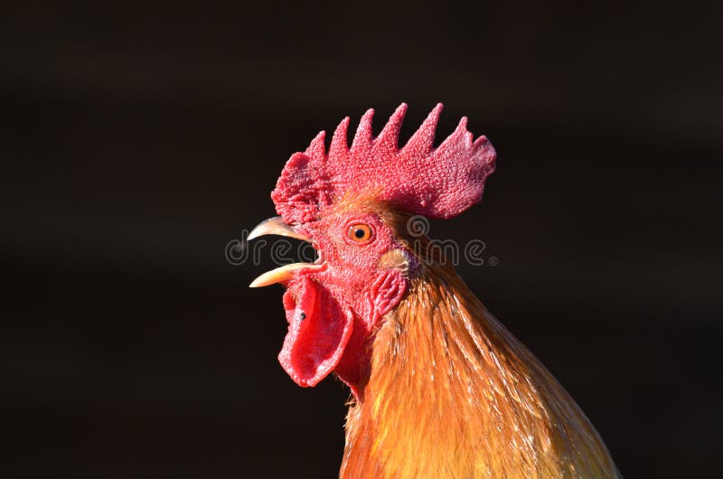 Gallo de cacareo imagen de archivo. Imagen de blanco - 83270263