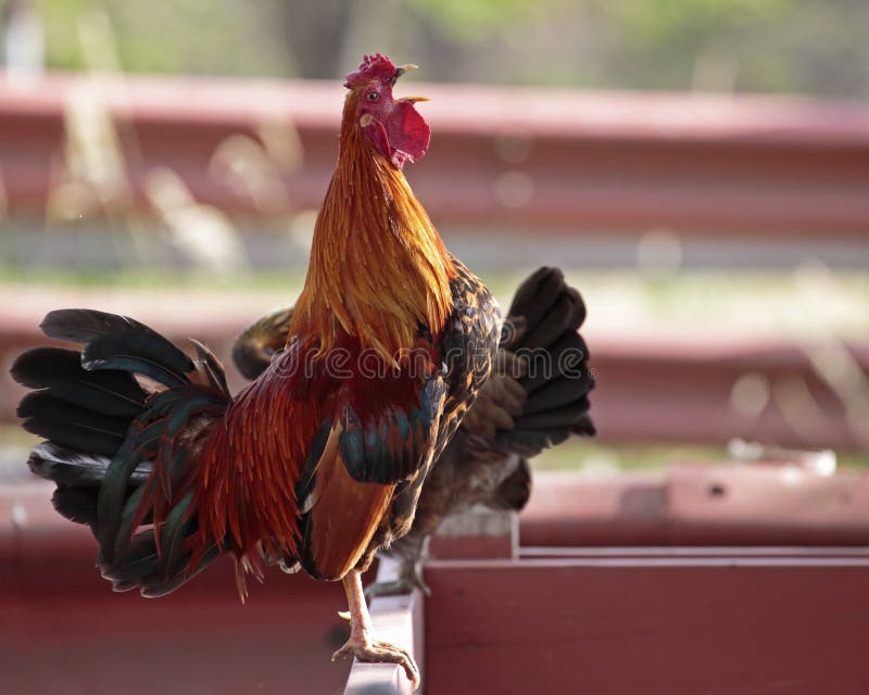 Gallo De Cacareo Fotos De Stock - Download 162 Fotos Libres de Derechos