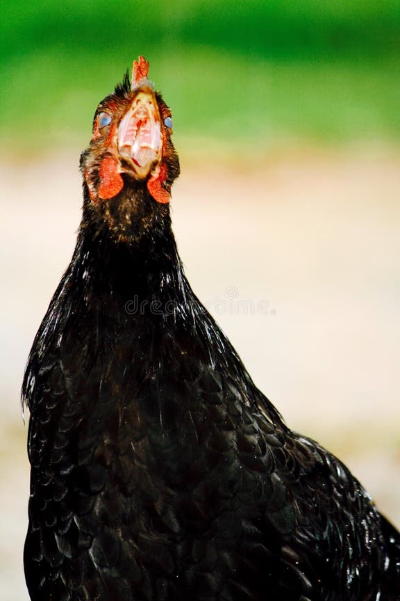 Gallo de cacareo foto de archivo. Imagen de ardiente - 97118478