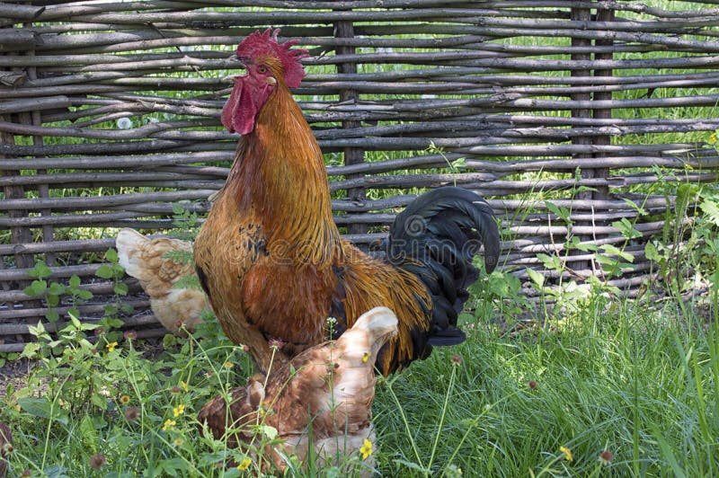 Amontone Guardar Los Pollos, Dando Un Paseo Cerca De La Malla De ...