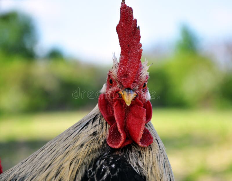 Gallo De Cerca Con Un Crest_3 Grande Imagen de archivo - Imagen de ...
