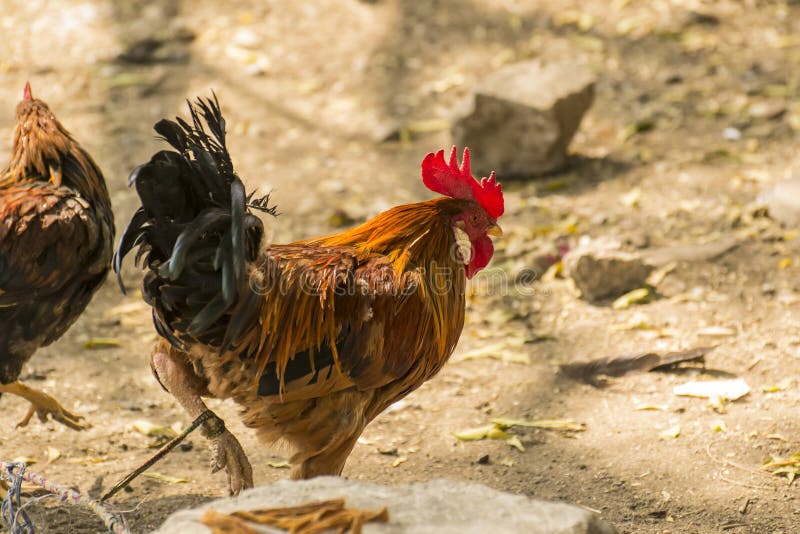 440 El Gallo De India Fotos de stock - Fotos libres de regalías de ...