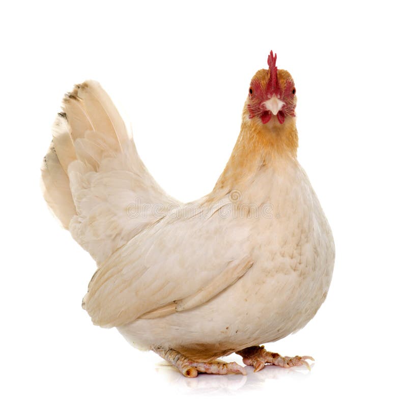 Pollos pequenos japoneses. imagen de archivo. Imagen de aves - 18902621