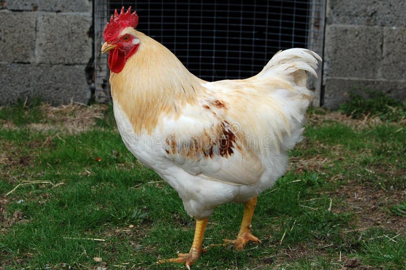 Gallo de la granja imagen de archivo. Imagen de caminar - 38453081