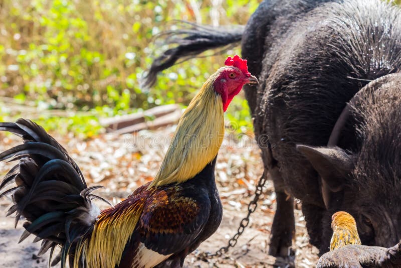 Gallo De Lucha, Pollo, Gallo Imagen de archivo - Imagen de ataque ...