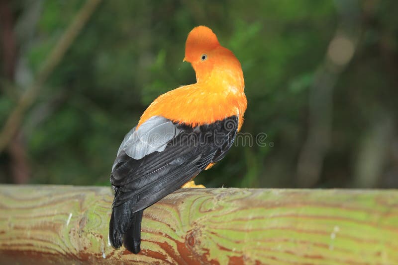 Gallo-de--roca andina foto de archivo. Imagen de roca - 100495546