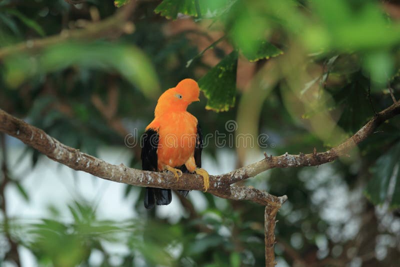 Gallo-de--roca andina imagen de archivo. Imagen de roca - 100496573