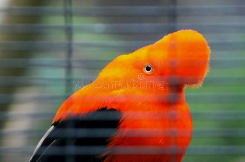 Gallo-de--roca andina imagen de archivo. Imagen de grande - 134898487