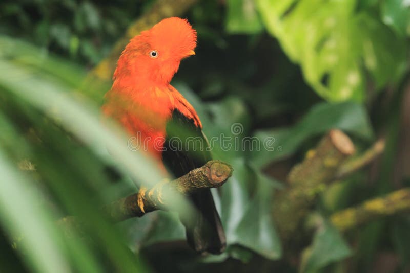 Gallo-de--roca andina foto de archivo. Imagen de roca - 42501740